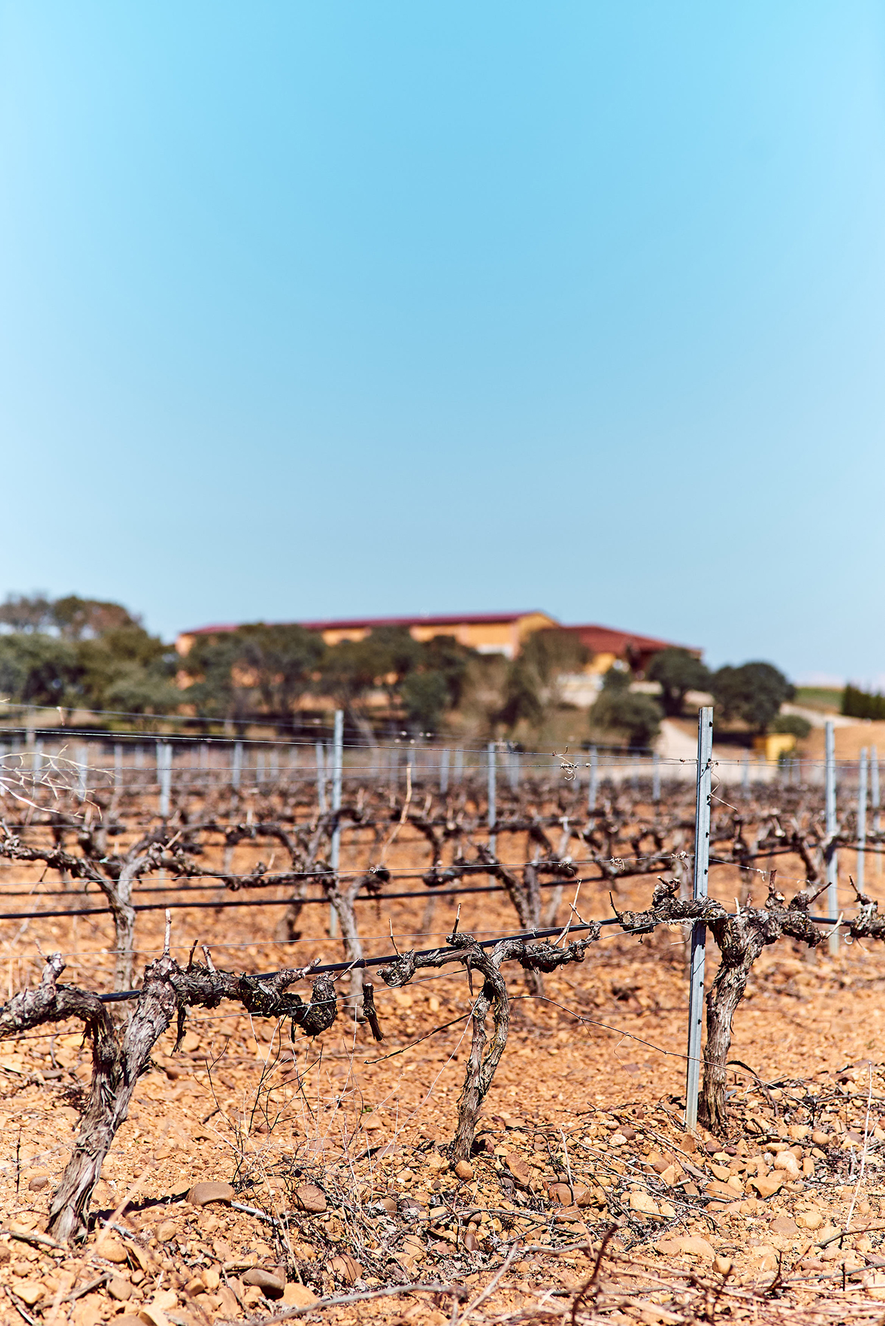 Vile La Finca | Portal de Turismo de Castilla y León