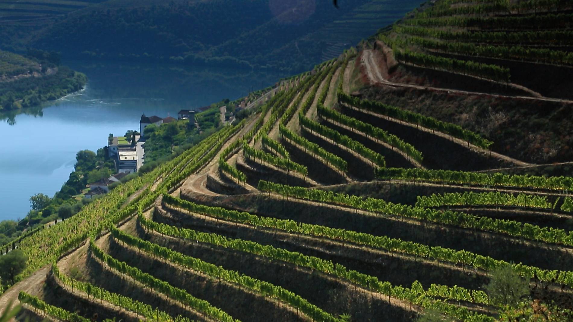 DOP Douro | Douro