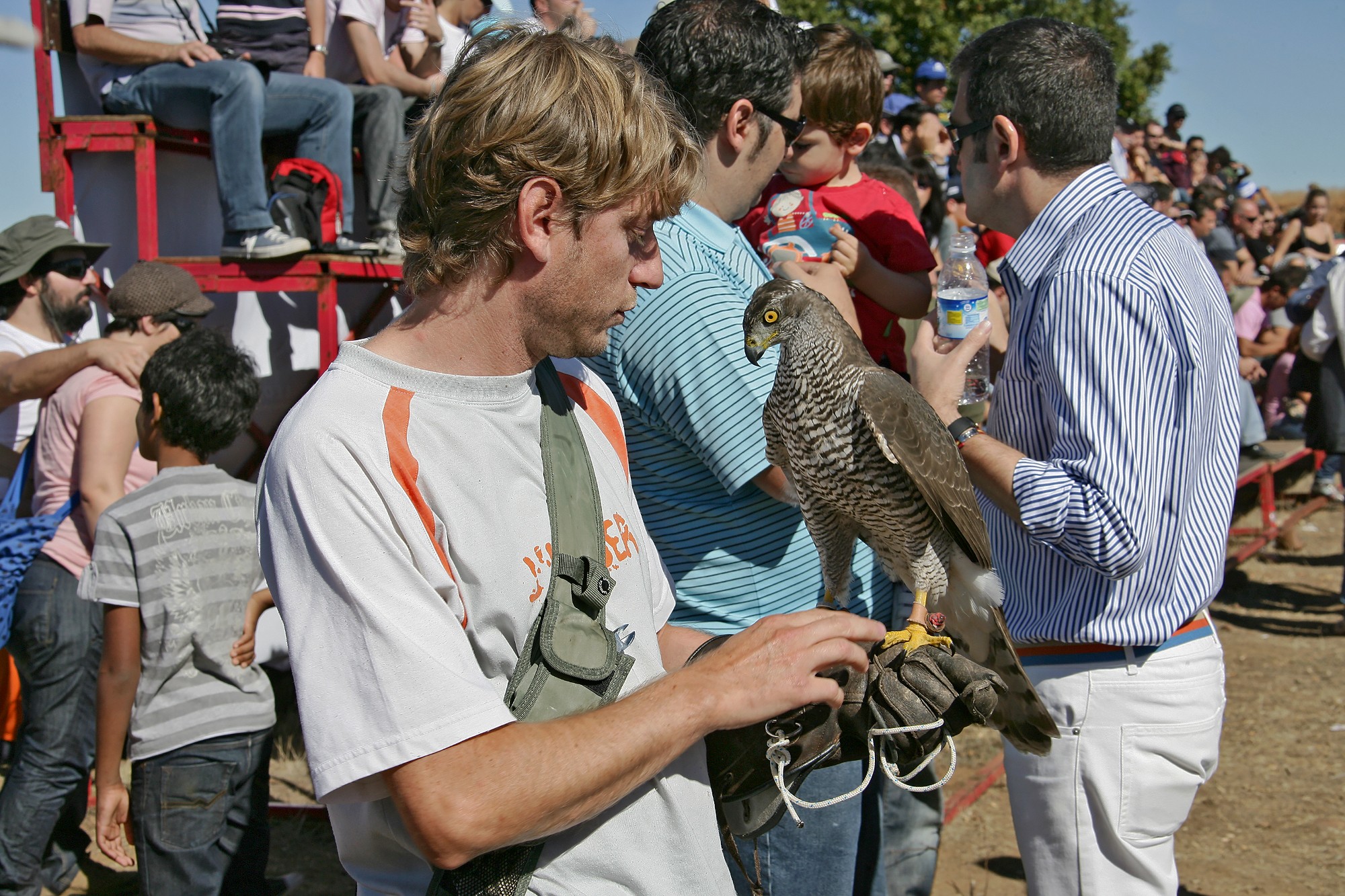 Falconry | Portal de Turismo de Castilla y León