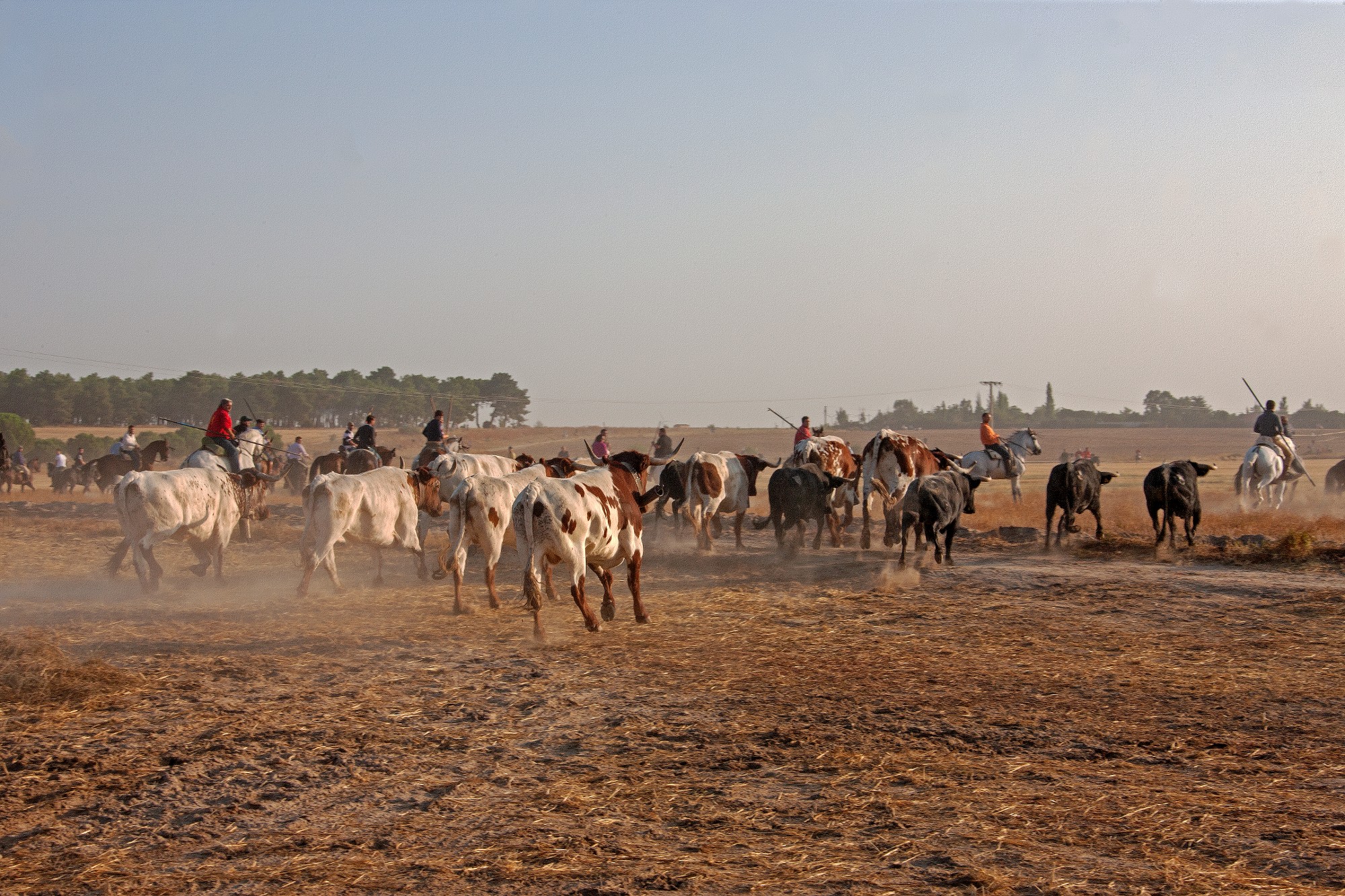 Traditional Running of Medina del Campo | Portal de Turismo de Castilla ...