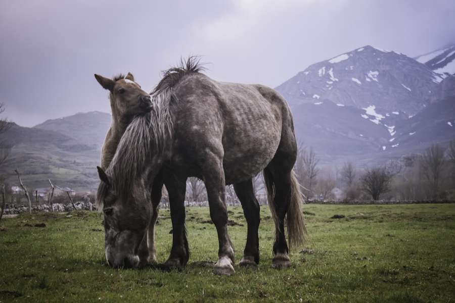 Competition-Exhibition of Hispano-Breton horse cattle | Portal de ...