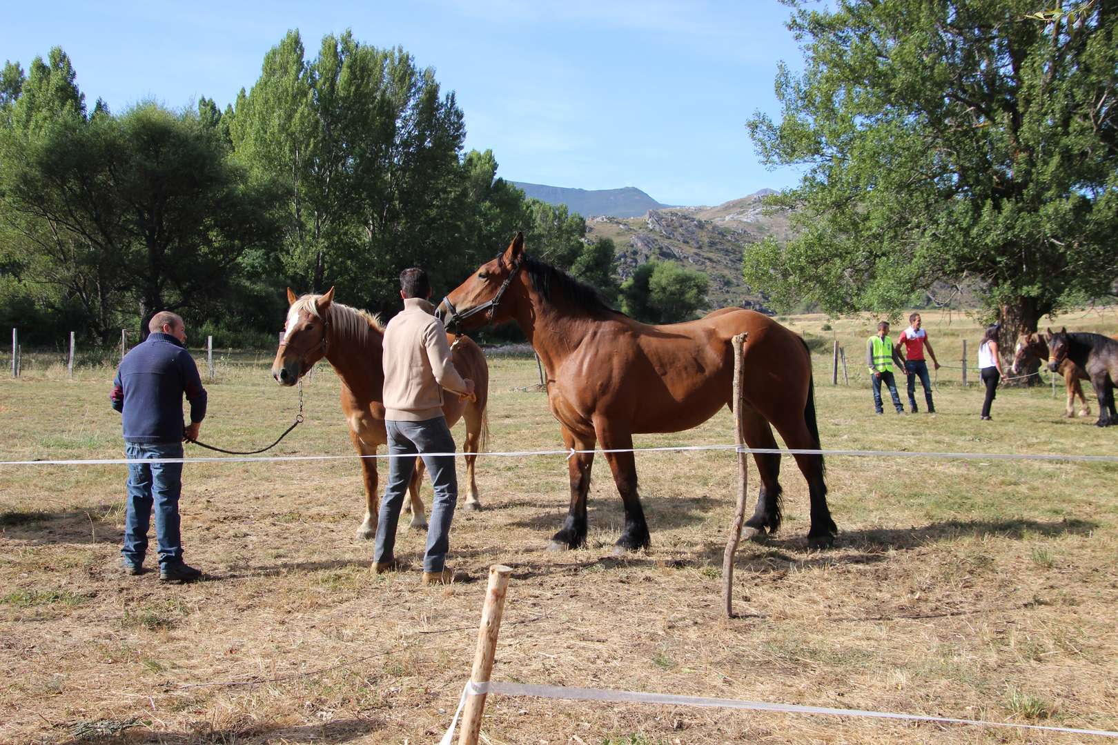 Competition-Exhibition of Hispano-Breton horse cattle | Portal de ...