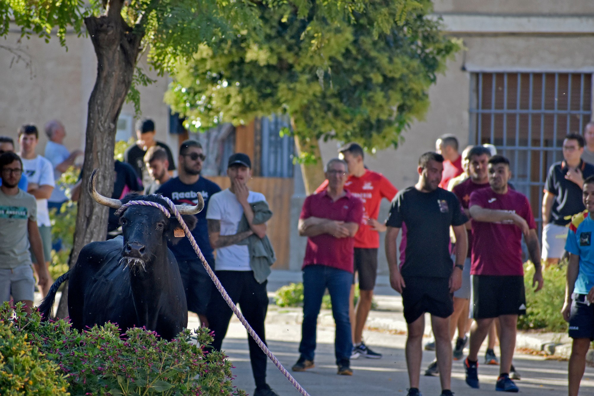 The Cow in the saddle | Portal de Turismo de Castilla y León