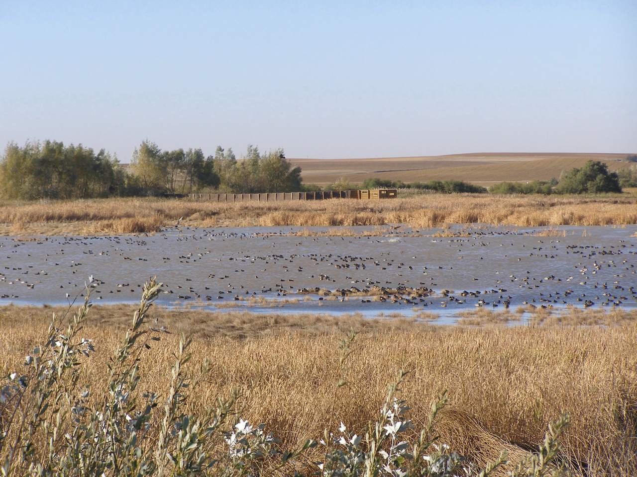 Recorrido por la Laguna de Nava | Portal de Turismo de Castilla y León